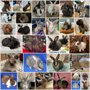 Adoption - House Rabbit Network