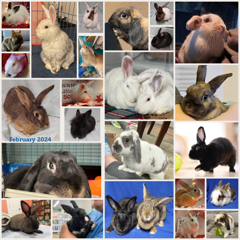 Adoption - House Rabbit Network