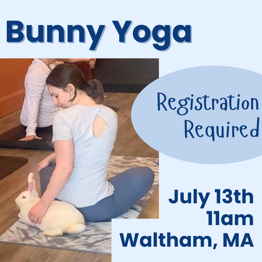 Homepage - House Rabbit Network