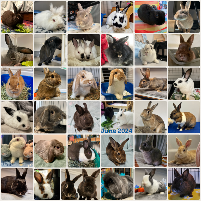 Adoption - House Rabbit Network