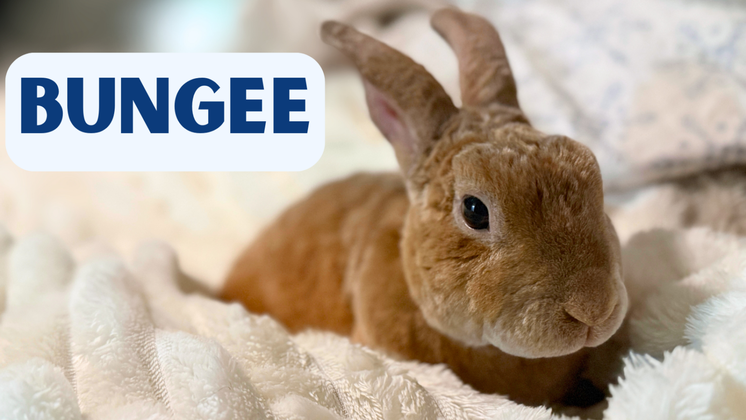 Homepage - House Rabbit Network