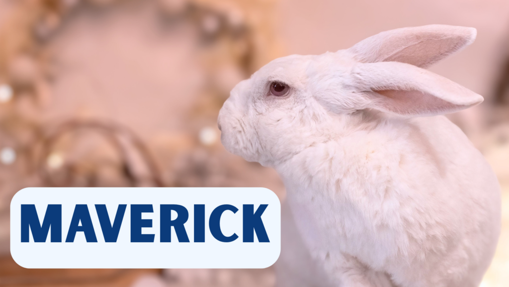 Homepage - House Rabbit Network